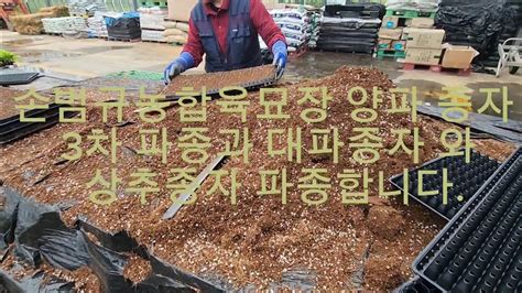 손범규농합육묘장 양파 3차 파종합니다 손범규 태국용역 인 짠 세명 농우바이오 농우바이오거창대리점 홍반장 대파종자 상추종자 가조농약종묘사 010 7258