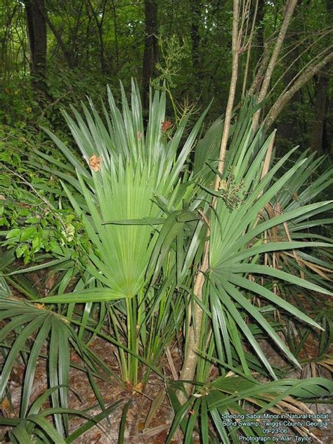 Plantfiles Pictures Sabal Species Blue Palm Bluestem Palmetto Dwarf