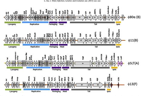 Figure 2 From Phages Of Staphylococcus Aureus And Their Impact On Host Evolution Semantic Scholar