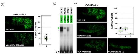 Specificity Of Bimolecular Fluorescence Complementation Bifc In The Download Scientific