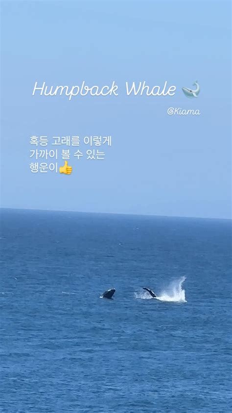 🤵🏻‍♂️ 레오비노 헌터밸리 와이너리 추천👍 딱 두 가지 와인만 만드는 작지만 인정받는 부티크 와리너리 Lakes Folly 1 레드 Cabernets 🍇 까쇼