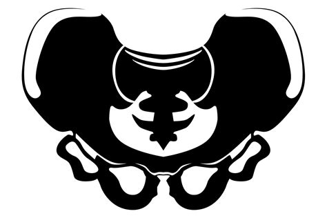 Pelvis Bone Structure Human Skeletal Jo Graphic By Onyxproj · Creative Fabrica