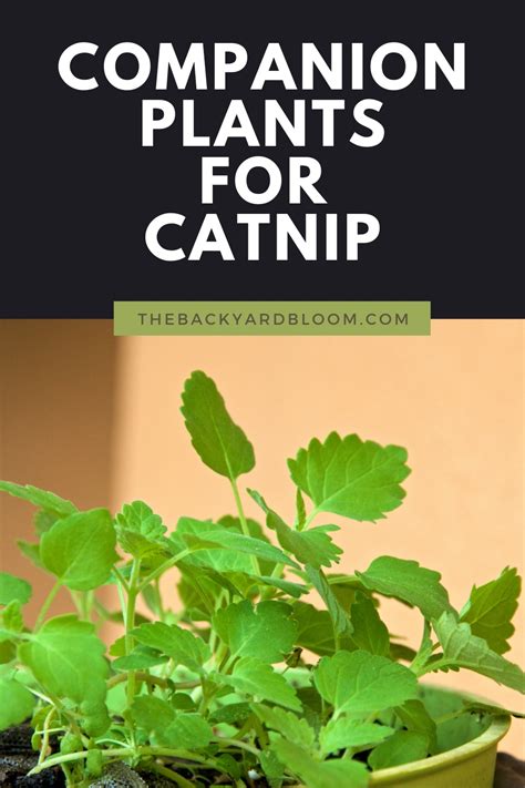 Companion Plants For Catnip What Not To Grow With Catnip