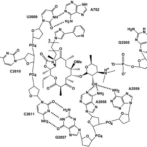 2d Representation Of Telithromycin And Bases Within The Macrolide