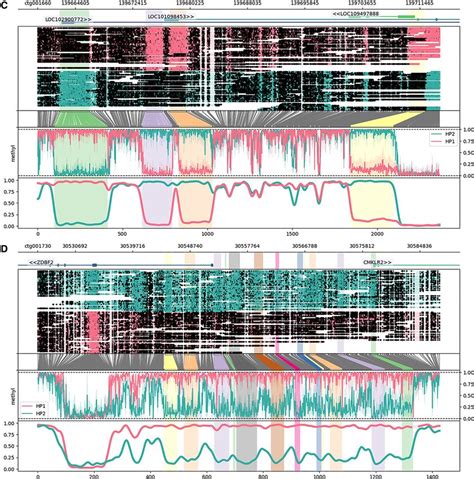 Chromosome Level Nanopore Only Genome And Allele Specific Dna Methylation Of Pallass Cat