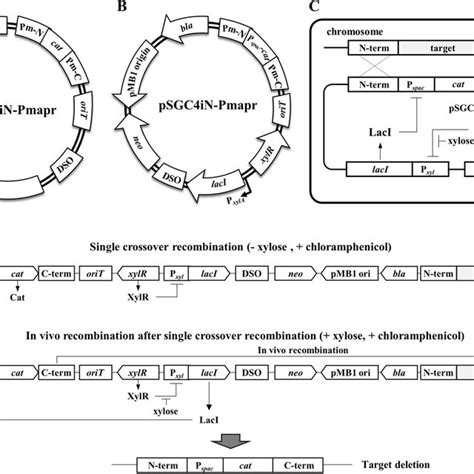 Construction Of Integrative Plasmid And Conjugative Donor Strain For Download Scientific