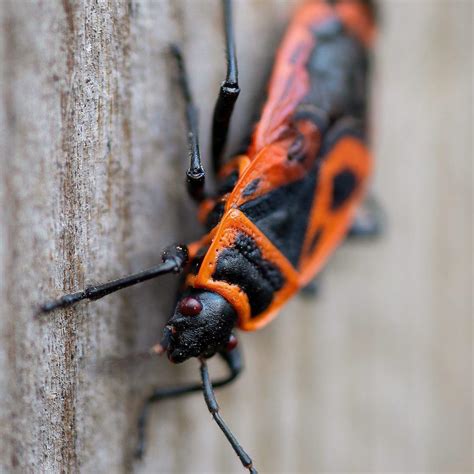 If These Jerks European Fire Bugs Are Going To Infest My Yard I May