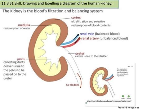 60 Diagram For Osmosis Diagram For Osmosis Chart And Formation
