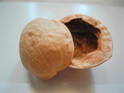 Premium Photo Walnut Shell