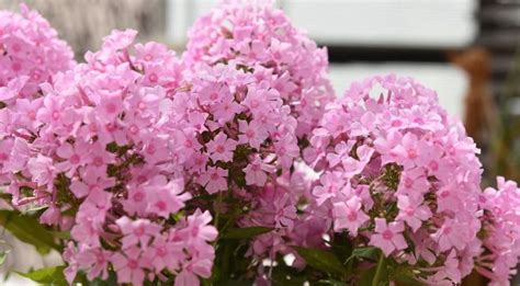 Флокс мелкоцветковый сорт Плюмаж | Plants, Garden