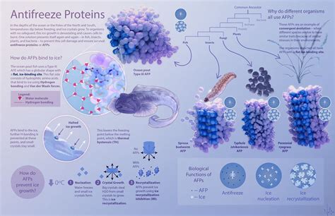 Neramy Ganesan Medical Illustration And Animation Scientific