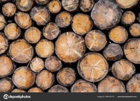 Texture Stacked Tree Trunks Tree Stumps Background Pattern Trees Cut Stock Photo By PieroFacci