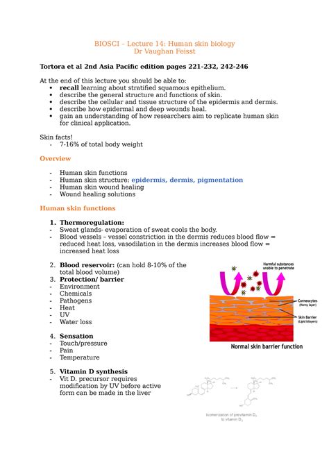 Biosci L 14 Lecture Notes L 14 Biosci Lecture 14 Human Skin Biology Dr Vaughan Feisst