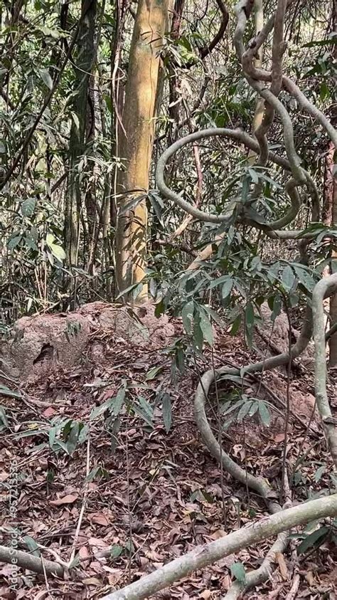 Cu Chi Viet Nam Cu Chi Tunnels Were The Viet Cong S Base Of Operations For The Tet Offensive In