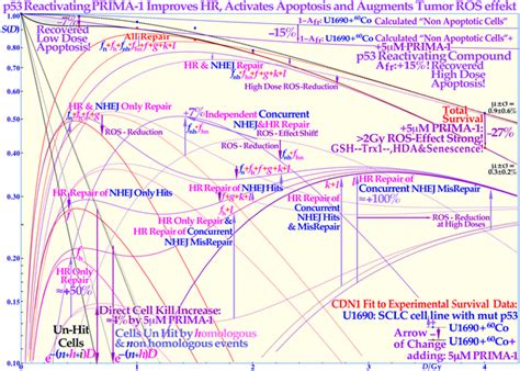 Tp53 Regulation Of Cell Survival And Apoptosis Encyclopedia Mdpi