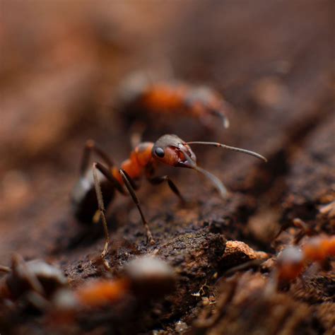 Ant Corpus Arabic News Texts Corpus Kaggle