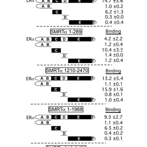 Interaction Of Both N And C Terminal Domains Of Smrt With The Dna Download Scientific Diagram