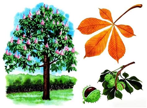 Детские рисунки дерева каштан Простые срисовки для детей