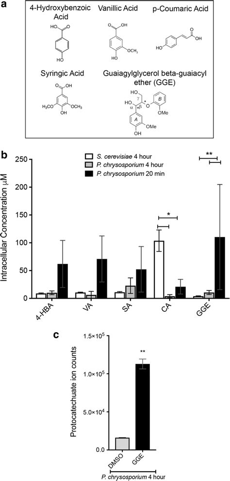 Internalization Of Lignin Fragments Into Lignolytic And Non Lignolytic Download Scientific