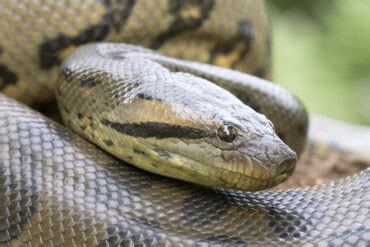 The Difference Between Anacondas And Pythons