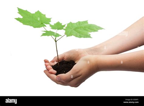 Hands As Tree Hi Res Stock Photography And Images Alamy
