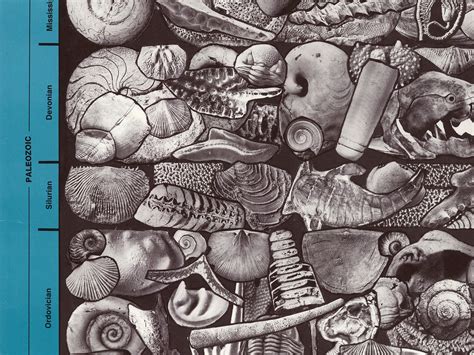 Fossils Through Time Paleontology Educational Science Chart Geological Time Scale Geologic