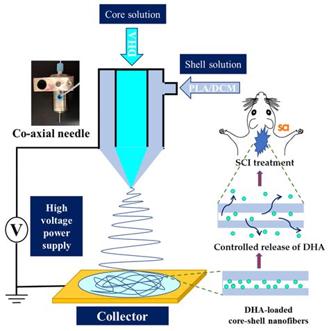 Docosahexaenoic Acid Loaded Polylactic Acid Core Shell Nanofiber Membranes For Regenerative
