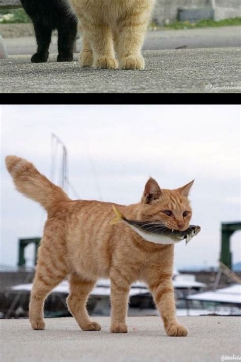 섬고양이는 어부에게서 물고기를 받아온다 고양이 냥이 사진 짤 밈 썰 쨜 Views