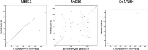 comparison of the yeast and human mre11 rad50 and xrs2 nibrin amino