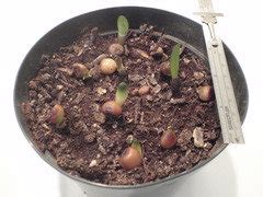 How To Propagate Clivia From Seed Houzz Forum