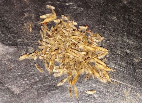 Deschampsia Cespitosa Tufted Hairgrass Klamath Siskiyou Native Seeds
