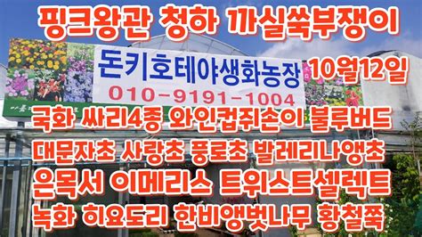 국화 청하쑥부쟁이 애기취 구절초 대문자초 사랑초 돈키호테야생화 Youtube