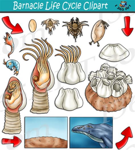 Barnacle Life Cycle Clipart Set Download Clipart 4 School