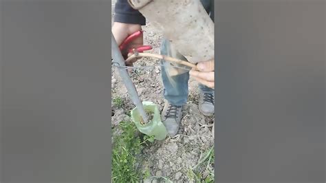 ერთ წლიანი ვაზის გასხვლა Youtube