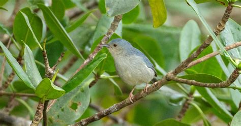 Figuinha Biofaces Bring Nature Closer