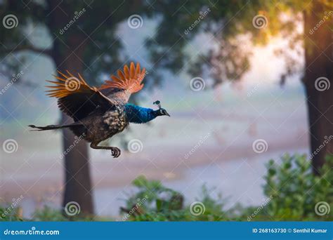 Peacock Flying Next To Ancient Indian Structure Royalty Free Stock