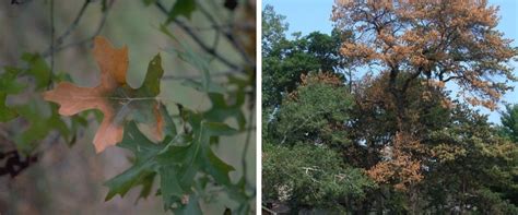 Oak Wilt Threatens New Jerseys State Tree Aspen Tree Service