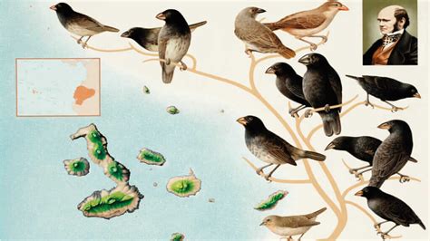 Charles Darwin Birds Galapagos Islands
