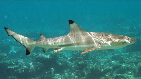 10 Interesting Facts About Blacktip Reef Sharks