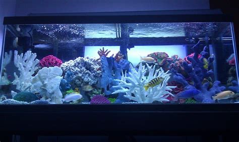 75 Gallon Cichlid Tank Ideas Benia Aquarium Fish
