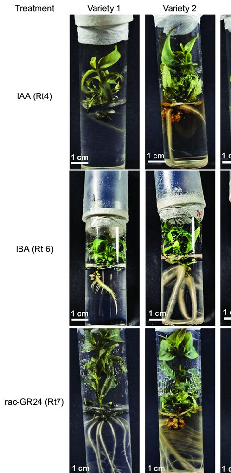 Depiction Of The Rooting Response Induced By The Top Three Rooting Download Scientific Diagram