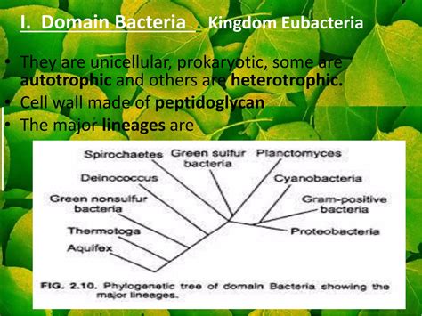 Three Domain Of Classification Pptx Biological Sciences Science