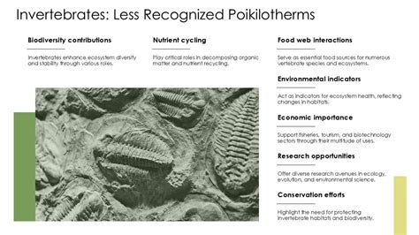 Invertebrates Less Recognized Poikilotherms Ppt Mockup Acp Ppt Example