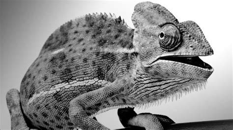 Suse Updates Enterprise Open Source Os With Docker Support And More