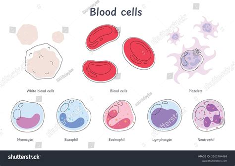 Blood Cells Circulatory System Components Red 库存矢量图免版税2502784669 Shutterstock