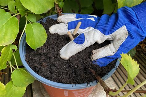 20 Plants To Propagate By Layering And How To Do It