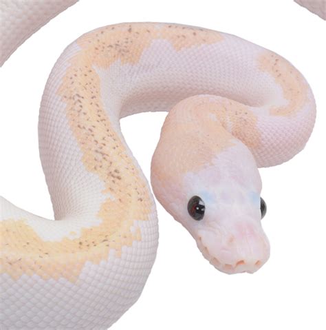 Leucistic Ball Python On Tumblr