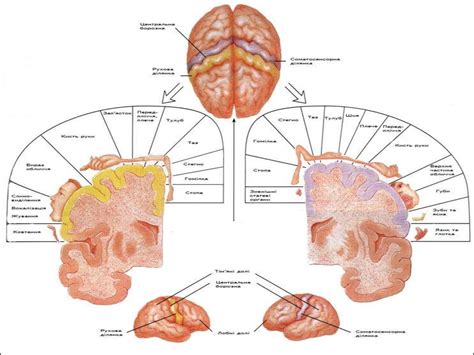 Фізіологія спинного та великого мозку презентация онлайн