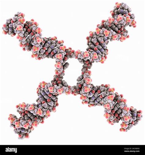 Dna Holliday Junction Molecular Model Of A Holliday Junction Centre