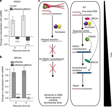 Spatiotemporal Dynamics Of Homologous Recombination Repair At Single